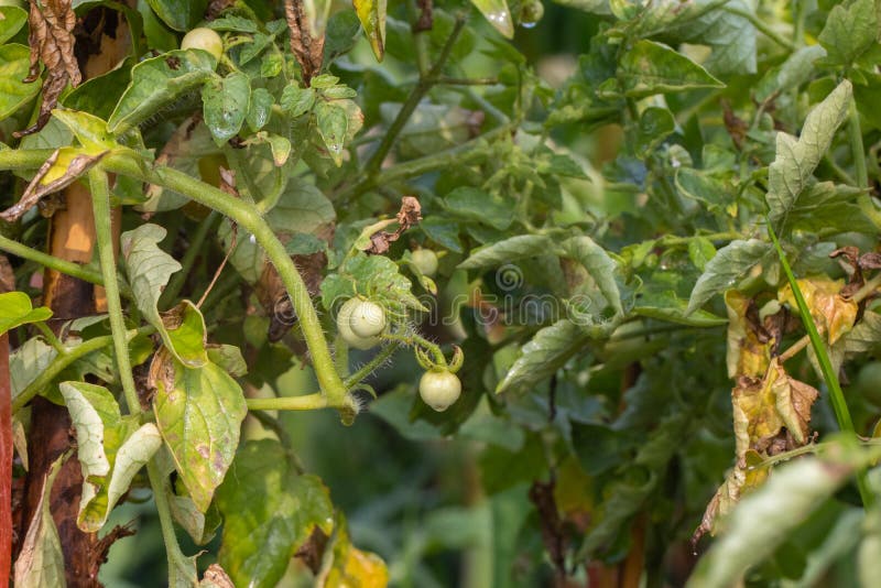 Fresh Little Tomato on Tree in the Garden Stock Image - Image of farm ...