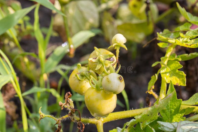 Fresh Little Tomato on Tree in the Garden Stock Image - Image of ...