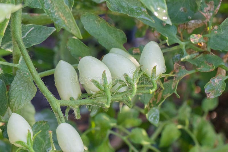 Fresh Little Tomato on Tree in the Garden Stock Image - Image of group ...