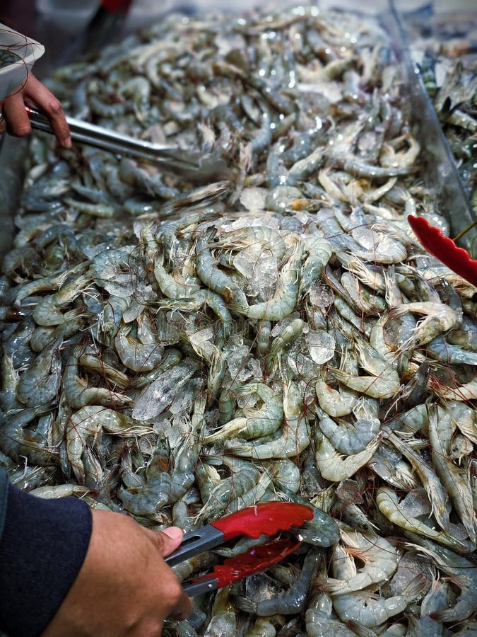 Fresh live caught shrimp stock photo. Image of caught - 313077758