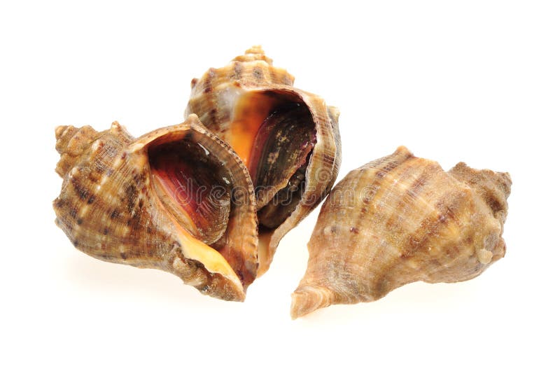 Fresh live conch stock image. Image of white, tasty - 123347645