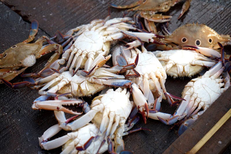 Fresh Live Crab Collected from Sea at Puri Stock Photo - Image of sand ...