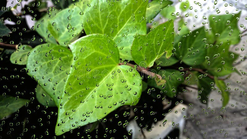 Fresh Live Green Leaves Nature Abstract Background Stock Image - Image ...