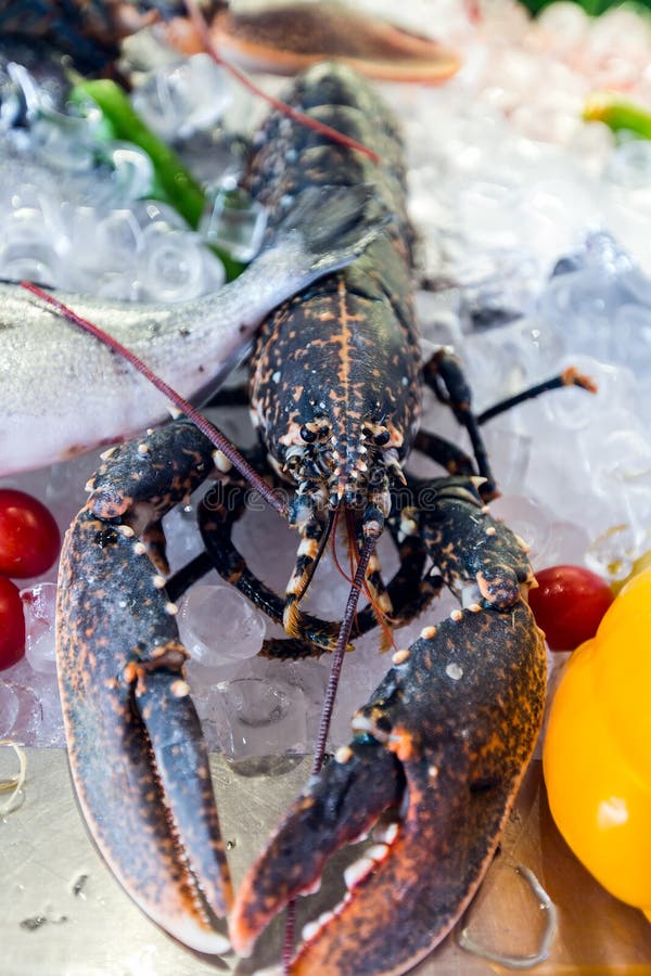 Fresh, live lobster stock image. Image of healthy, lobster - 183408029