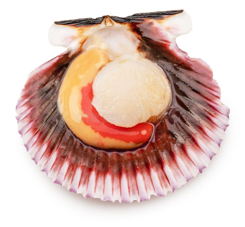 Fresh Live Opened Scallop with Scallop Roe or Coral Close Up. File ... Fresh Live Opened Scallop with Scallop Roe or Coral Close Up. File ...