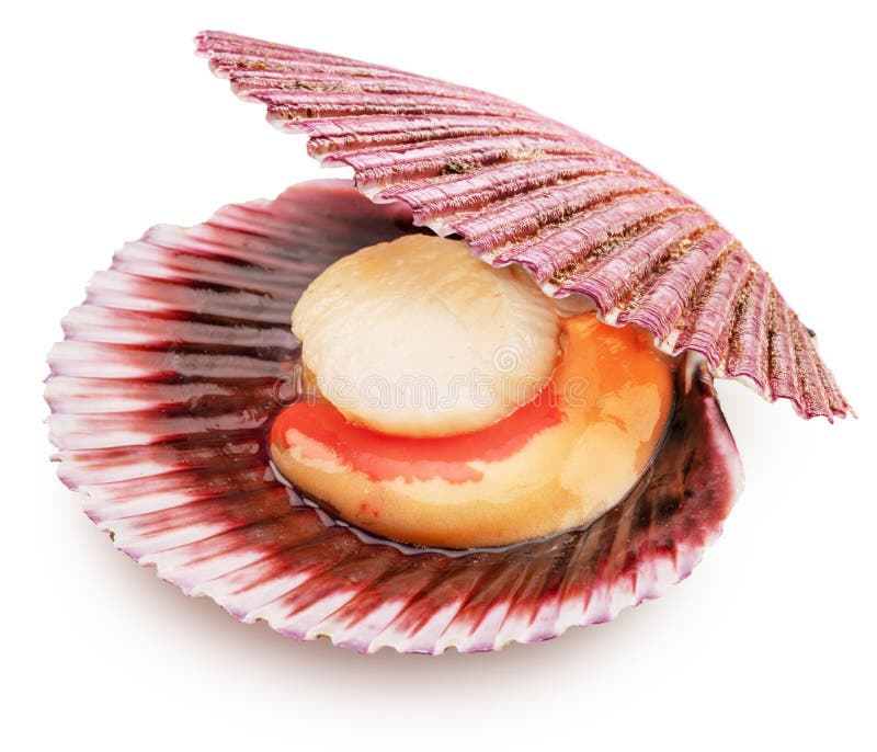 Fresh Live Opened Scallop with Scallop Roe or Coral Close Up. File ... Fresh Live Opened Scallop with Scallop Roe or Coral Close Up. File ...