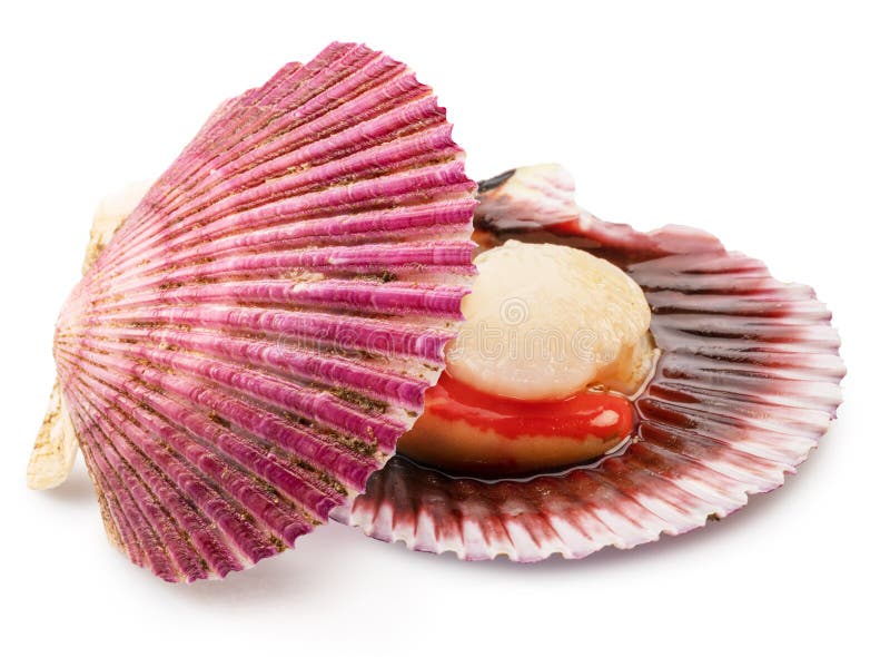 Fresh Live Opened Scallop with Scallop Roe or Coral Close Up. File ... Fresh Live Opened Scallop with Scallop Roe or Coral Close Up. File ...