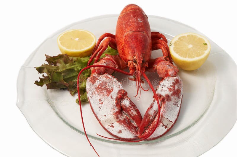 Fresh lobster . stock photo. Image of lemon, boiled, steamed - 15000330