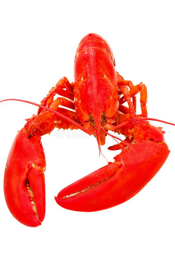 4,183 Whole Fresh Lobster Stock Photos - Free & Royalty-Free Stock ...