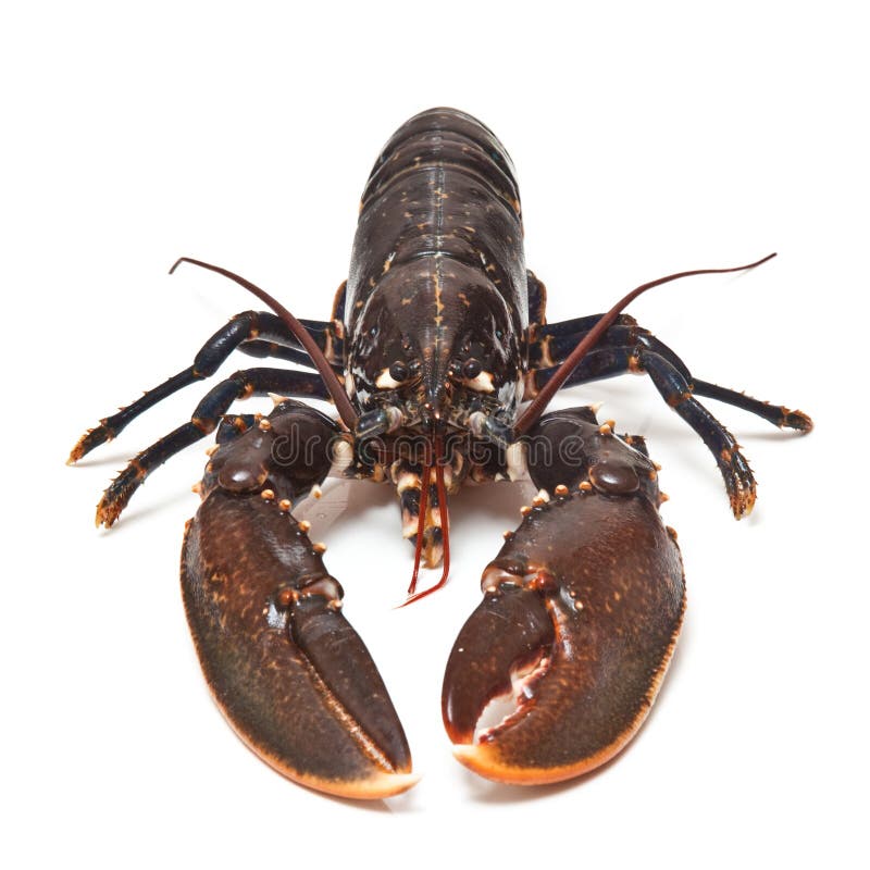 Red lobster stock photo. Image of gammarus, diet, healthy - 35188124