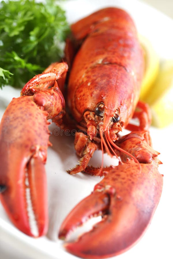 Lobster stock photo. Image of dish, eating, seafood, crayfish - 23267828