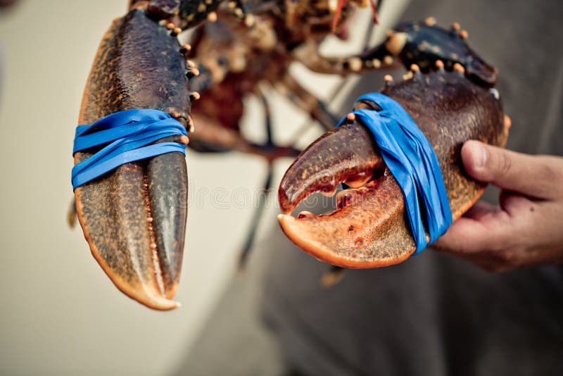 Fresh Lobster stock photo. Image of alive, crustacean - 46012726