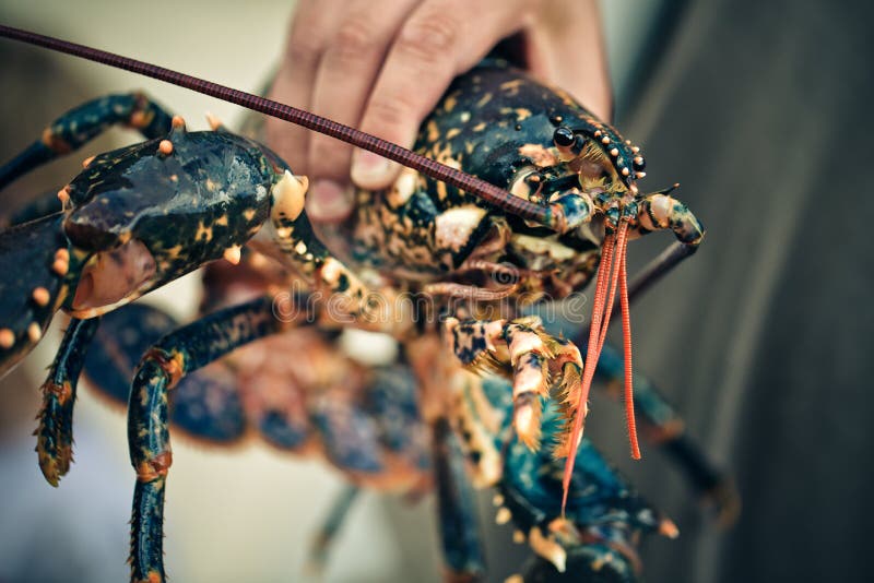 Fresh Red Lobster with Christmas Hat Shellfish Cooked in the Seafood ...