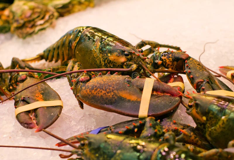 Fresh lobster stock image. Image of food, sale, eating - 49032325