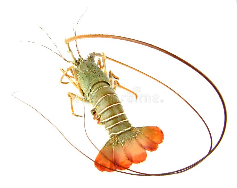 Fresh Lobster stock image. Image of fishing, shellfish - 36374231