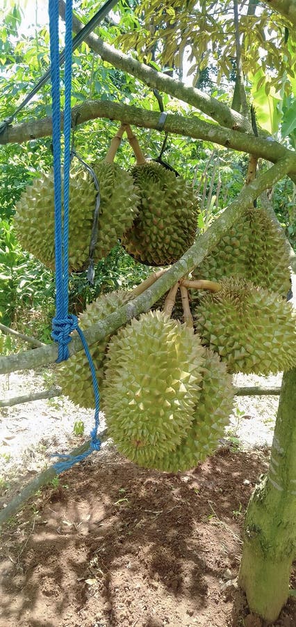 Fresh Local Durian Fruit Still on the Tree Stock Image - Image of fruit ...