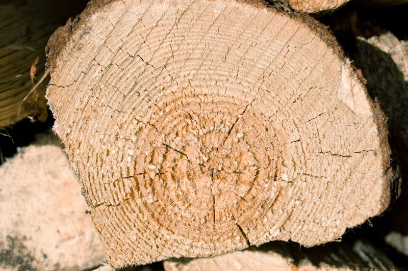Fresh log stock photo. Image of concentric, life, wood - 19070662
