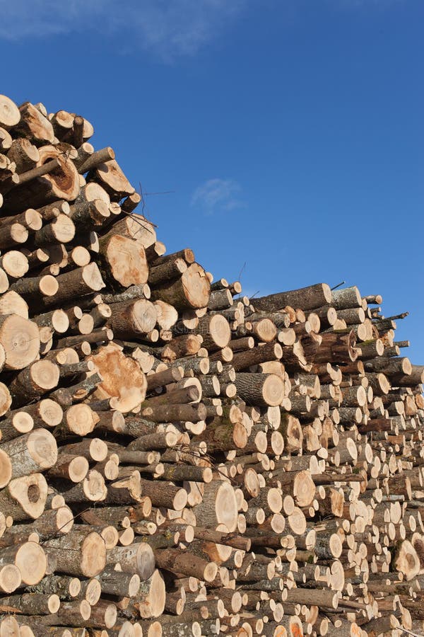 Fresh Logs stock photo. Image of pattern, round, ground - 54025154