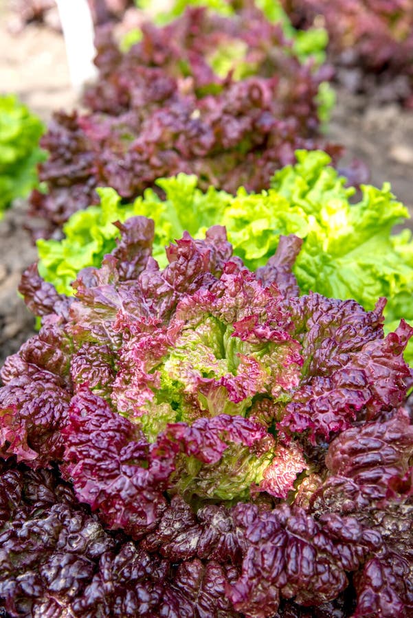 Fresh Lollo Rosso Lettuce in the Garden Stock Image - Image of food ...