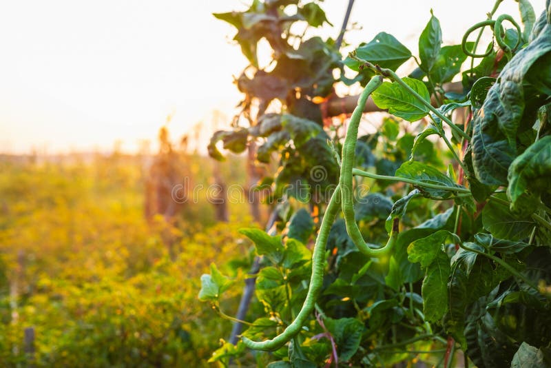 Fresh Long Beans in a Vegetable Farm Ready To Harvest Stock Photo ...