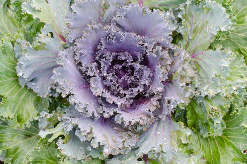 Fresh Long Lived Cabbage in the Garden Stock Photo - Image of crucifers ...