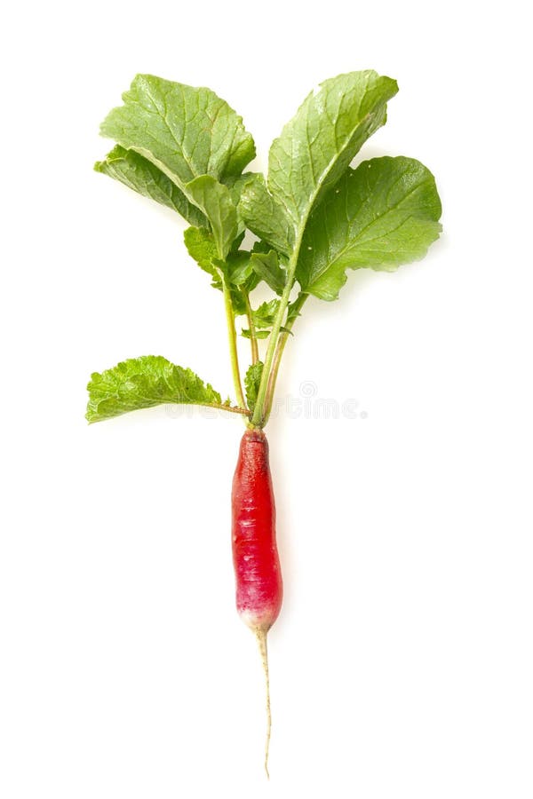 Red long radish stock image. Image of raphanus, leaves - 35636613