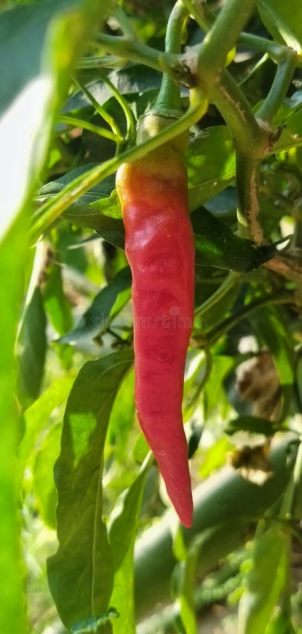 Fresh Long Red Chilli on the Plant with Green Leaves. Stock Photo ...