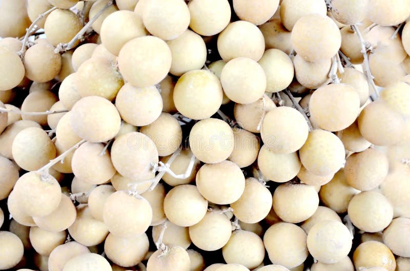 Fresh longan stock image. Image of dimocarpus, fruits - 18698763