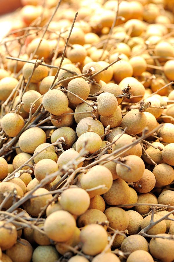 Fresh longan stock image. Image of plant, longan, chinese - 43760739