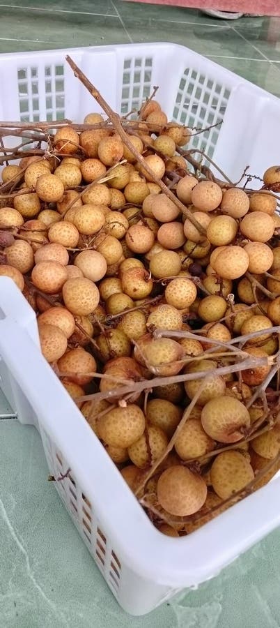 Fresh longan stock image. Image of clumpy, fresh, longan - 261857133