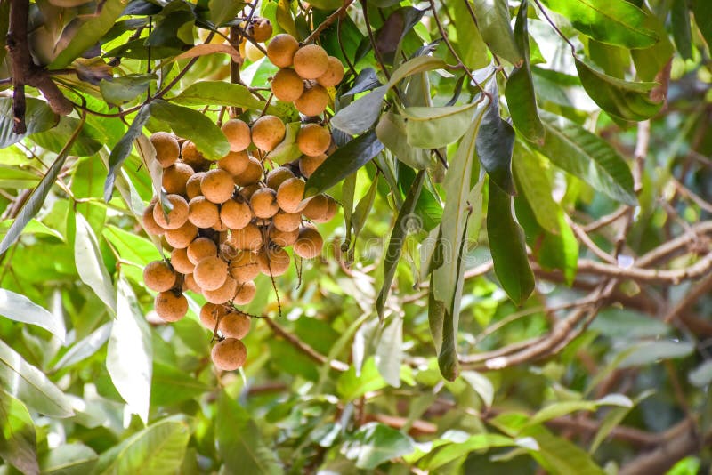 Fresh Longan Fruit Hanging on Longan Tree Branch Stock Photo - Image of ...