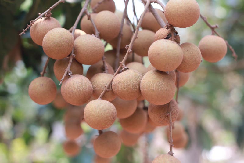 Longan stock photo. Image of produces, lychee, dimocarpus - 52847564