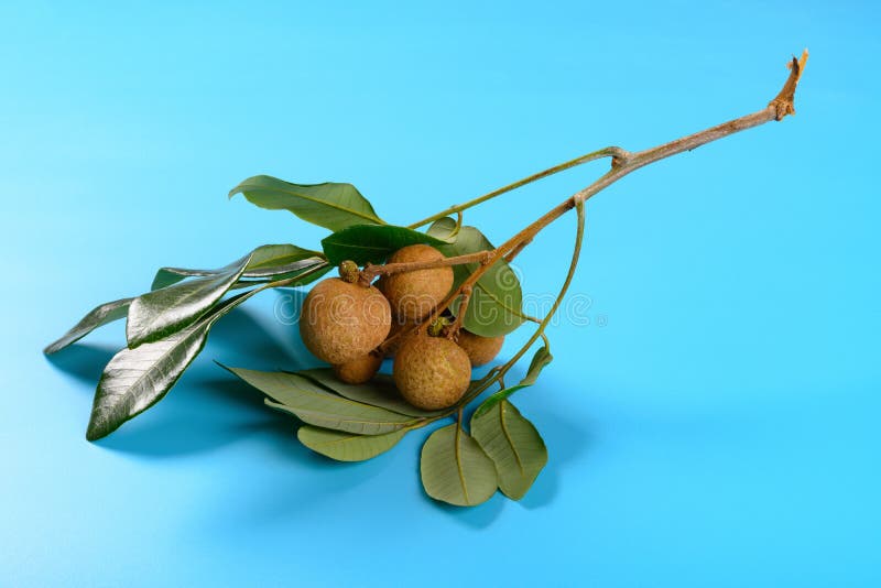 Fresh Longan with Leaves on Blue Background Stock Image - Image of ...
