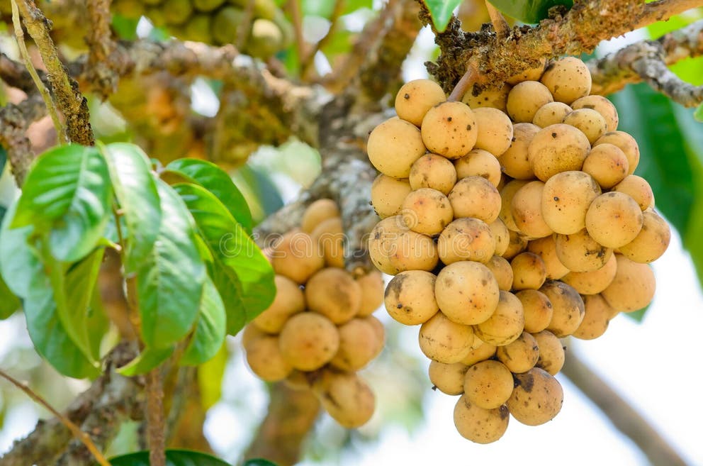 Fresh Longkong on tree stock image. Image of sweet, sour - 30777311