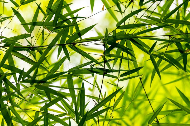 Fresh Look of Thai Bamboo Leaves Texture after Raining Stock Image ...