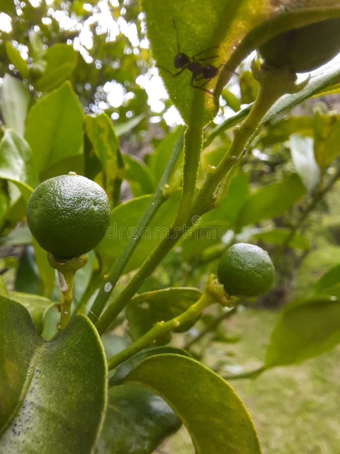 Fresh-looking Citrus Fruit Growing in the Front Garden of the House ...