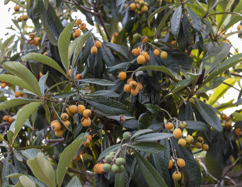 Fresh Loquat Fruit in the Tree Stock Image - Image of closeup, health ...