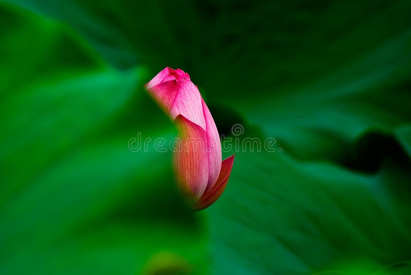 Fresh lotus stock photo. Image of flower, green, waterplant - 28291694