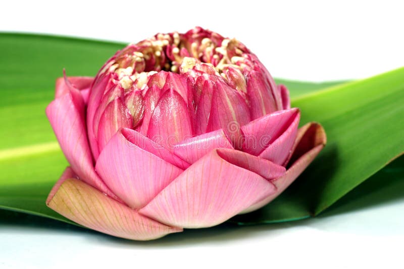 Lotus stock photo. Image of garden, flora, sunlight, nature - 2689386