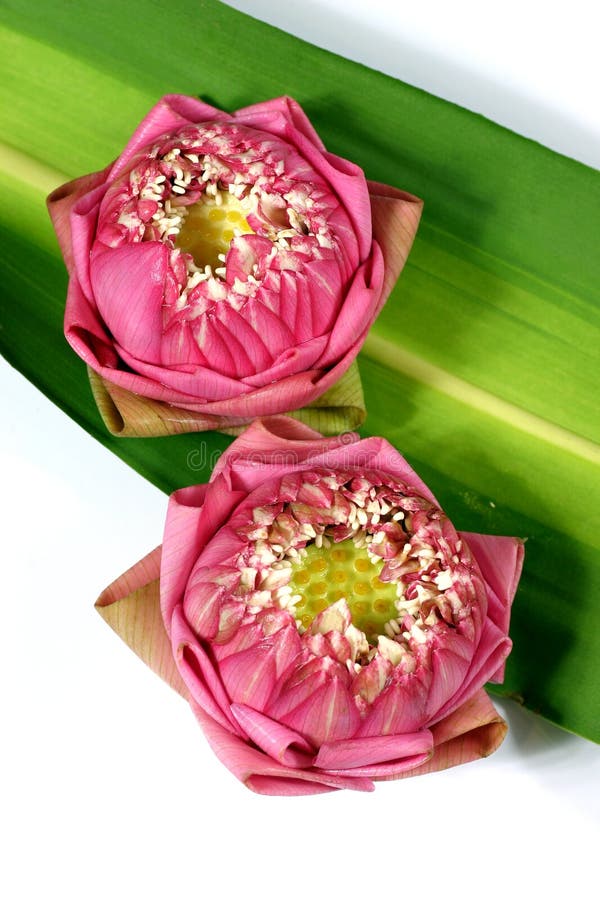 Green lotus plants in Asia stock image. Image of countries - 2016223