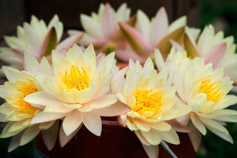 Fresh lotus bud bouquet stock image. Image of beautiful - 76415155