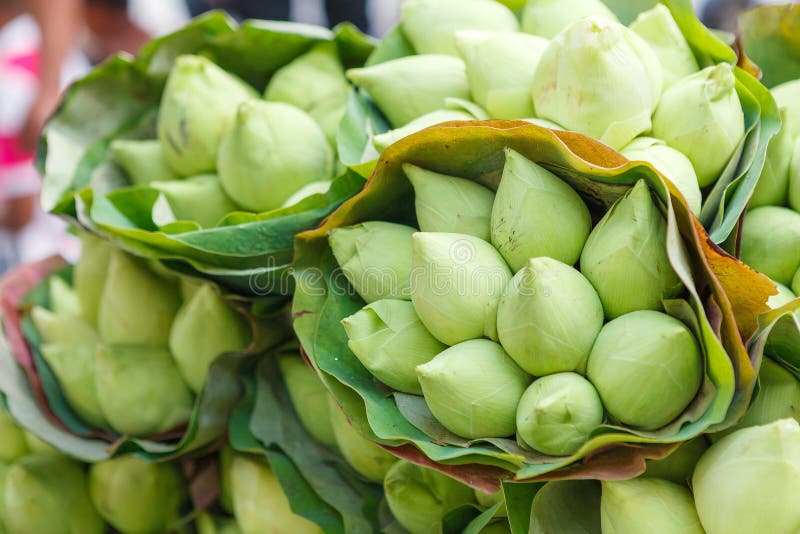 Fresh lotus flowers stock image. Image of holding, buddhism - 64249989