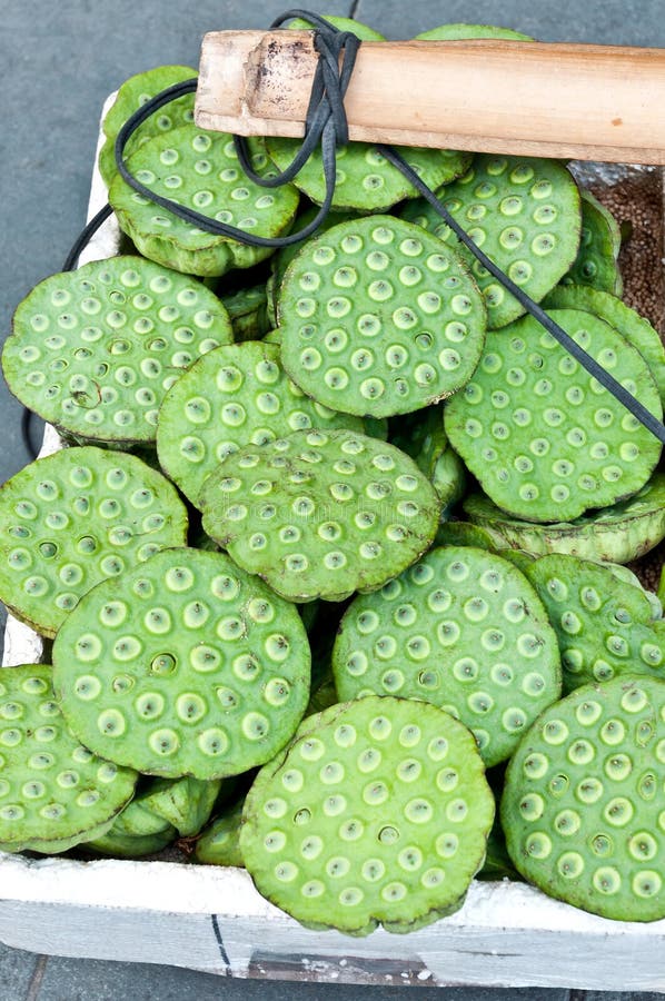 Fresh lotus stock image. Image of surface, lotus, design - 31177273