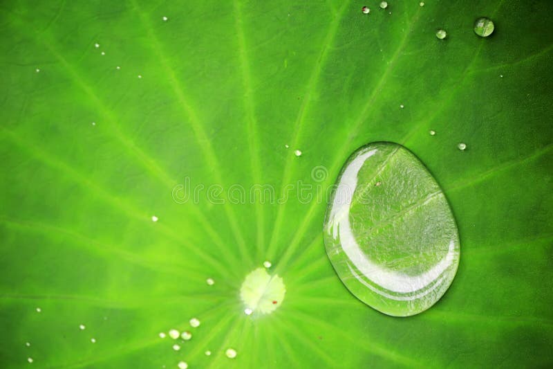 Fresh Lotus Leaves with Very Clear Veins Stock Image - Image of ...