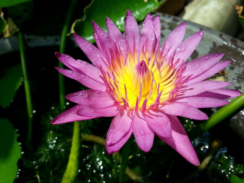 Fresh lotus stock photo. Image of drop, fresh, water - 53390844