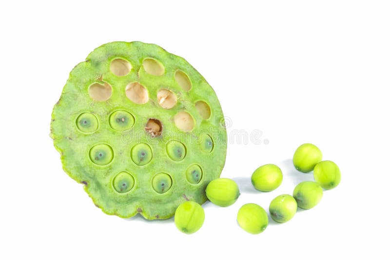 Fresh lotus seed and pod stock photo. Image of food, fresh - 40029306