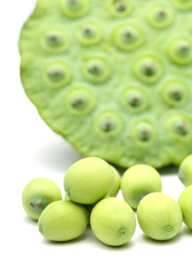 Fresh lotus seeds and pod stock photo. Image of asia - 32311868