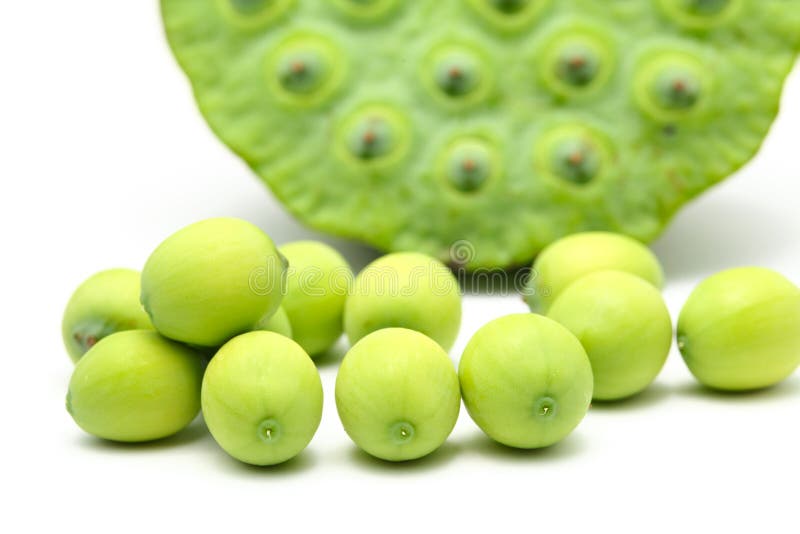 Fresh lotus seeds and pod stock image. Image of green - 32137063