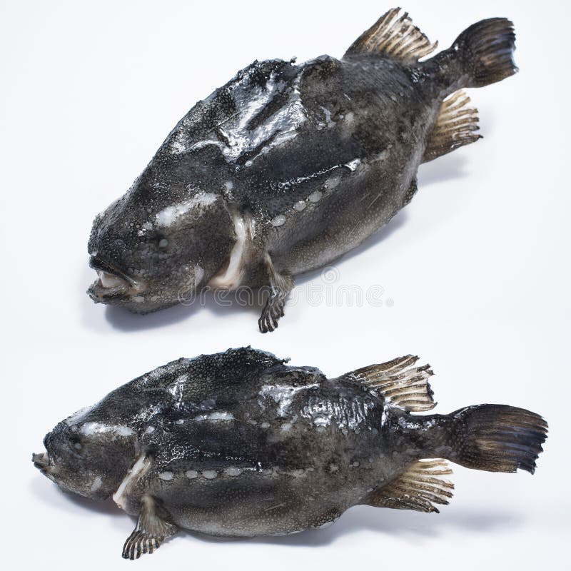 154 Black Lumpfish Stock Photos - Free & Royalty-Free Stock Photos from ...