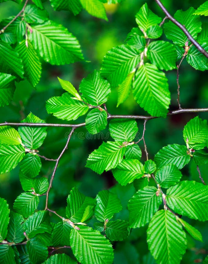 Fresh Lush Green Foliage of Tree, Nature Background Stock Photo - Image ...